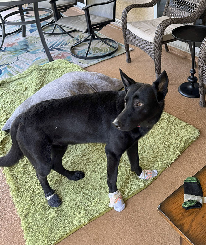 COLE HAS A NEW FAMILY - Southwest Florida German Shepherd Rescue Inc.