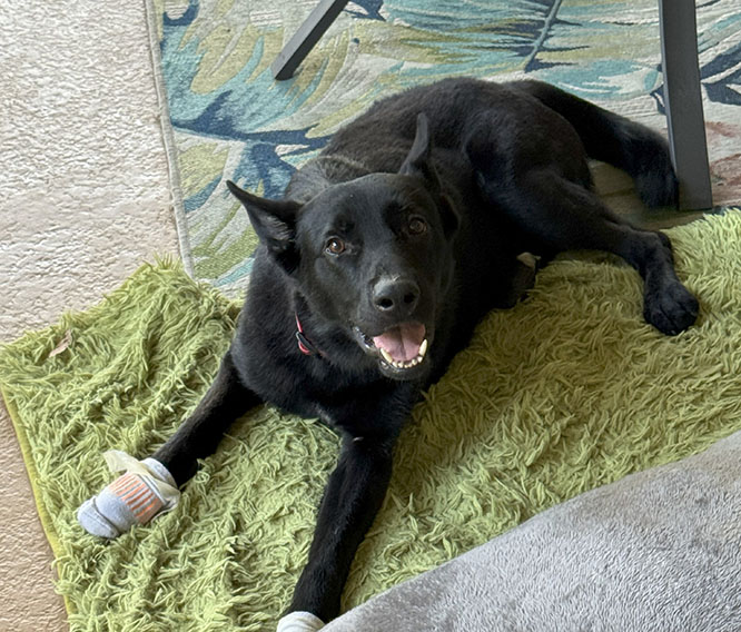 COLE HAS A NEW FAMILY - Southwest Florida German Shepherd Rescue Inc.